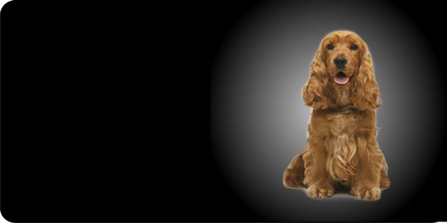 Brown Cocker Spaniel Photo License Plate – Auto License Plates Frames