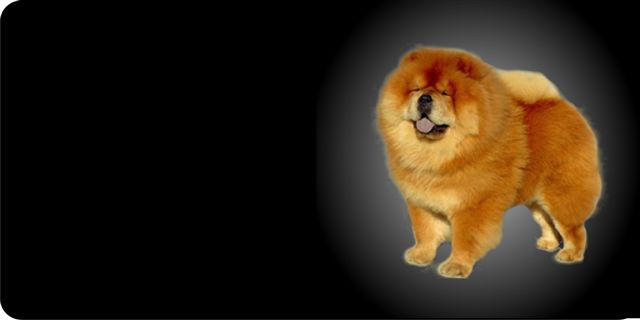 Chow Dog Photo License Plate – Auto License Plates Frames
