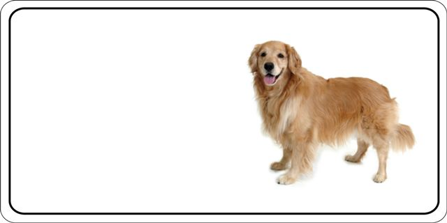 Golden Retriever Dog Photo License Plate – Auto License Plates Frames