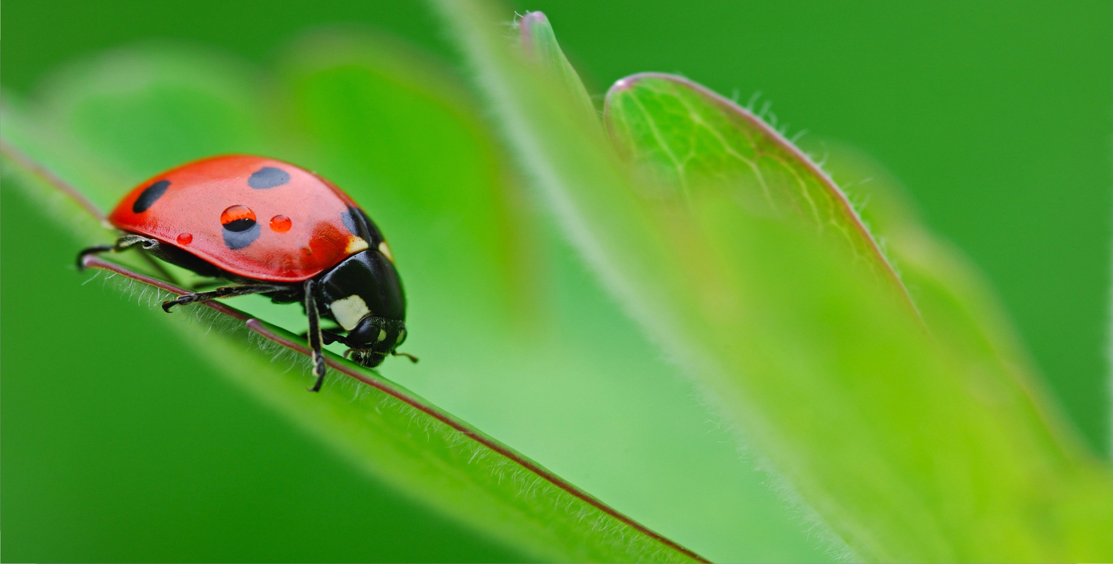 Lady Bug Offset On Green Photo License Plate – Auto License Plates Frames