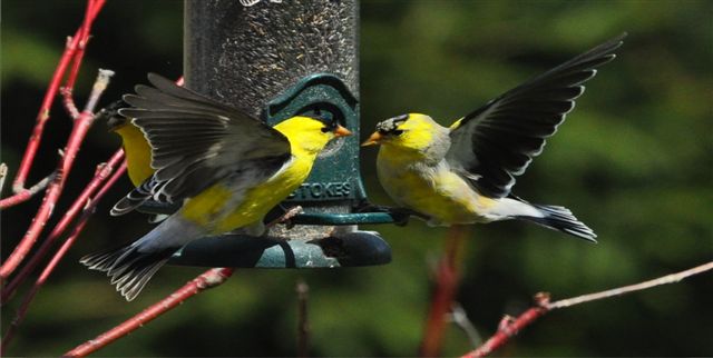 Goldfinch Birds #2 Photo License Plate – Auto License Plates Frames