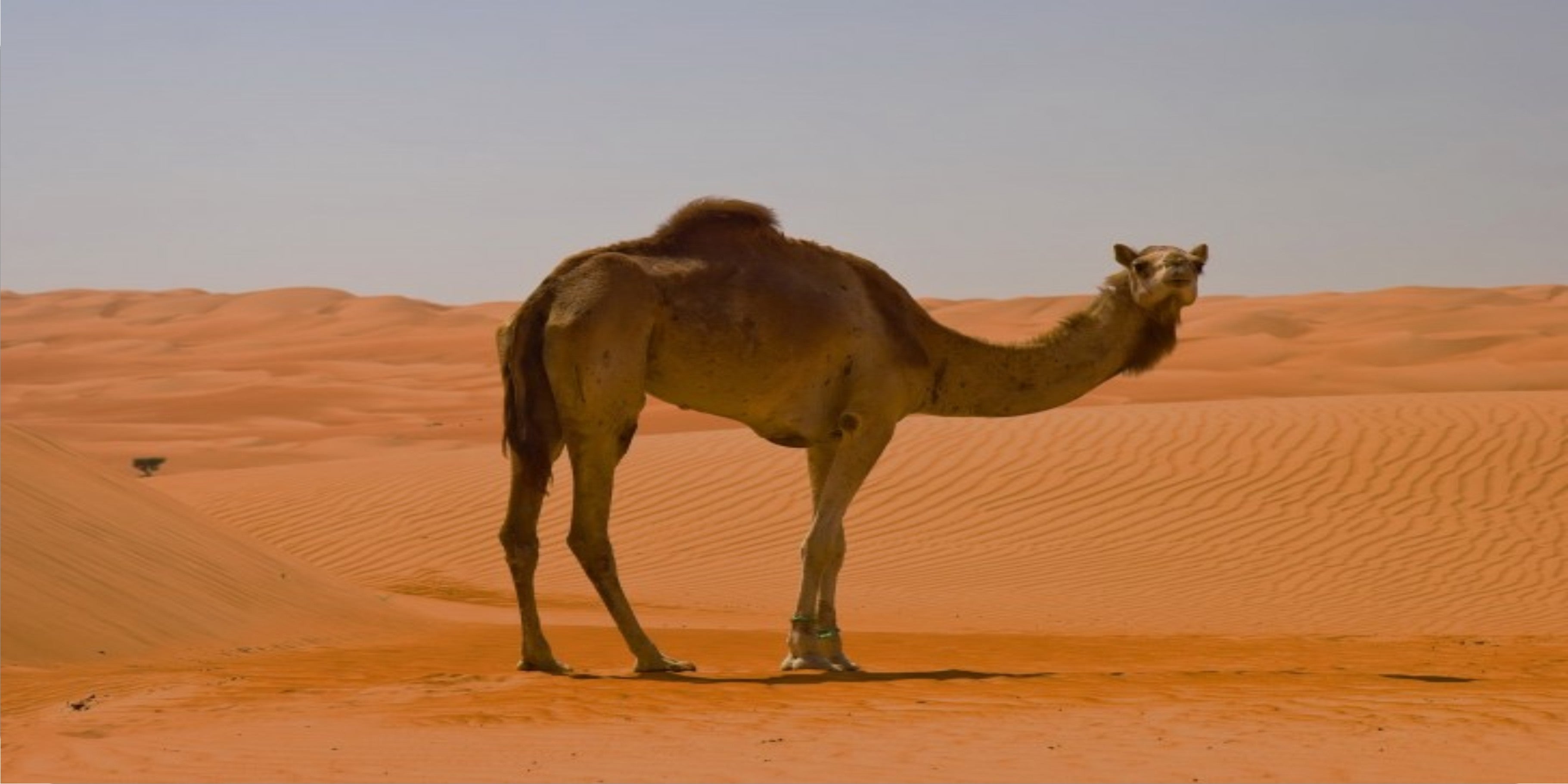 Camel Photo License Plate – Auto License Plates Frames