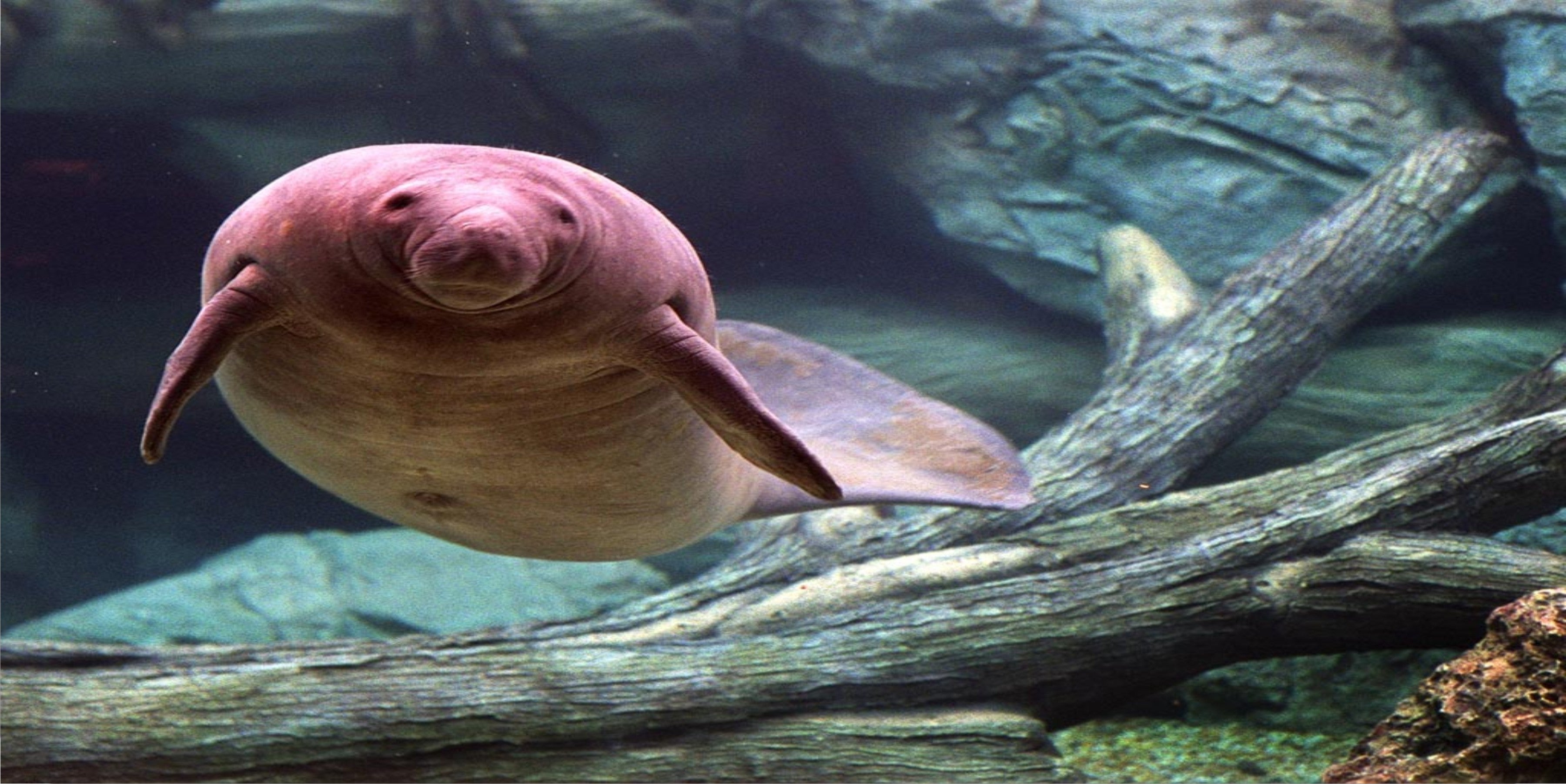 Manatee Photo License Plate – Auto License Plates Frames