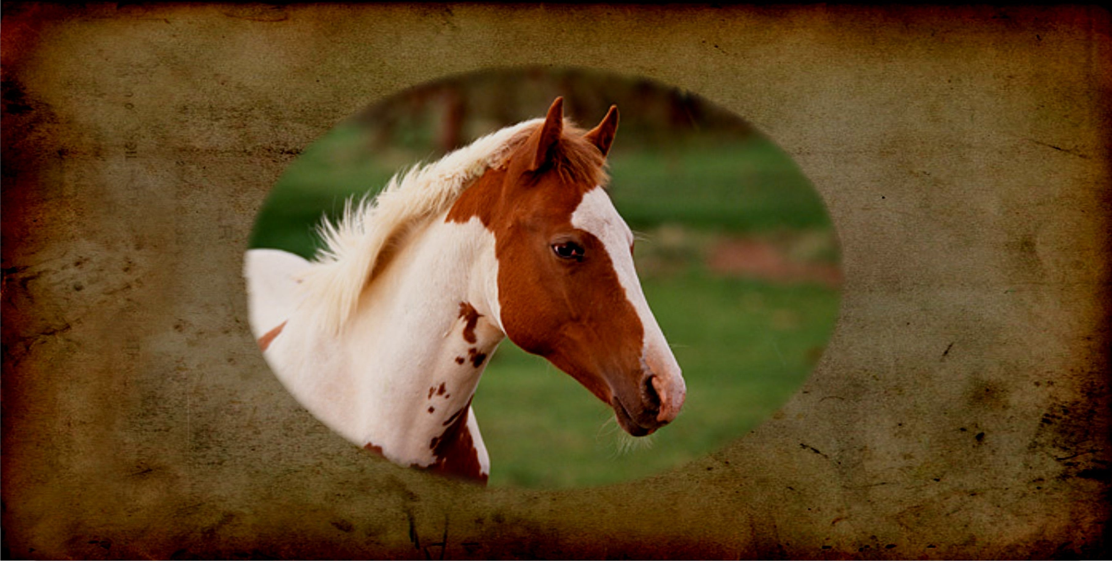 Paint Horse Photo License Plate – Auto License Plates Frames
