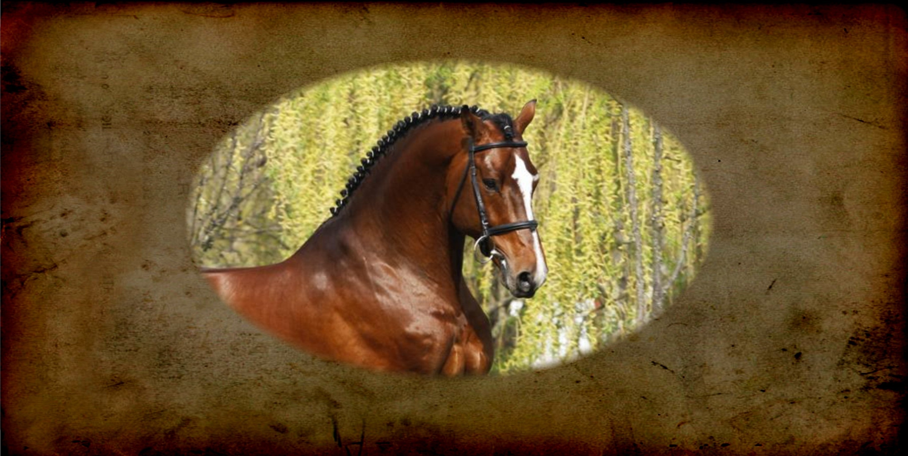 Thoroughbred Horse Photo License Plate – Auto License Plates Frames