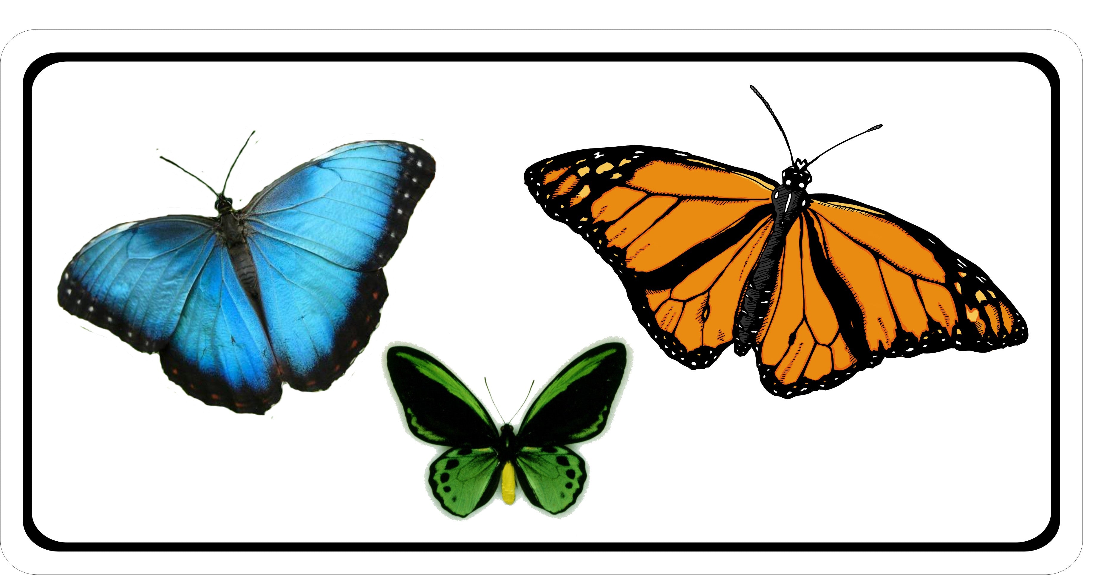 Butterflies Photo License Plate – Auto License Plates Frames