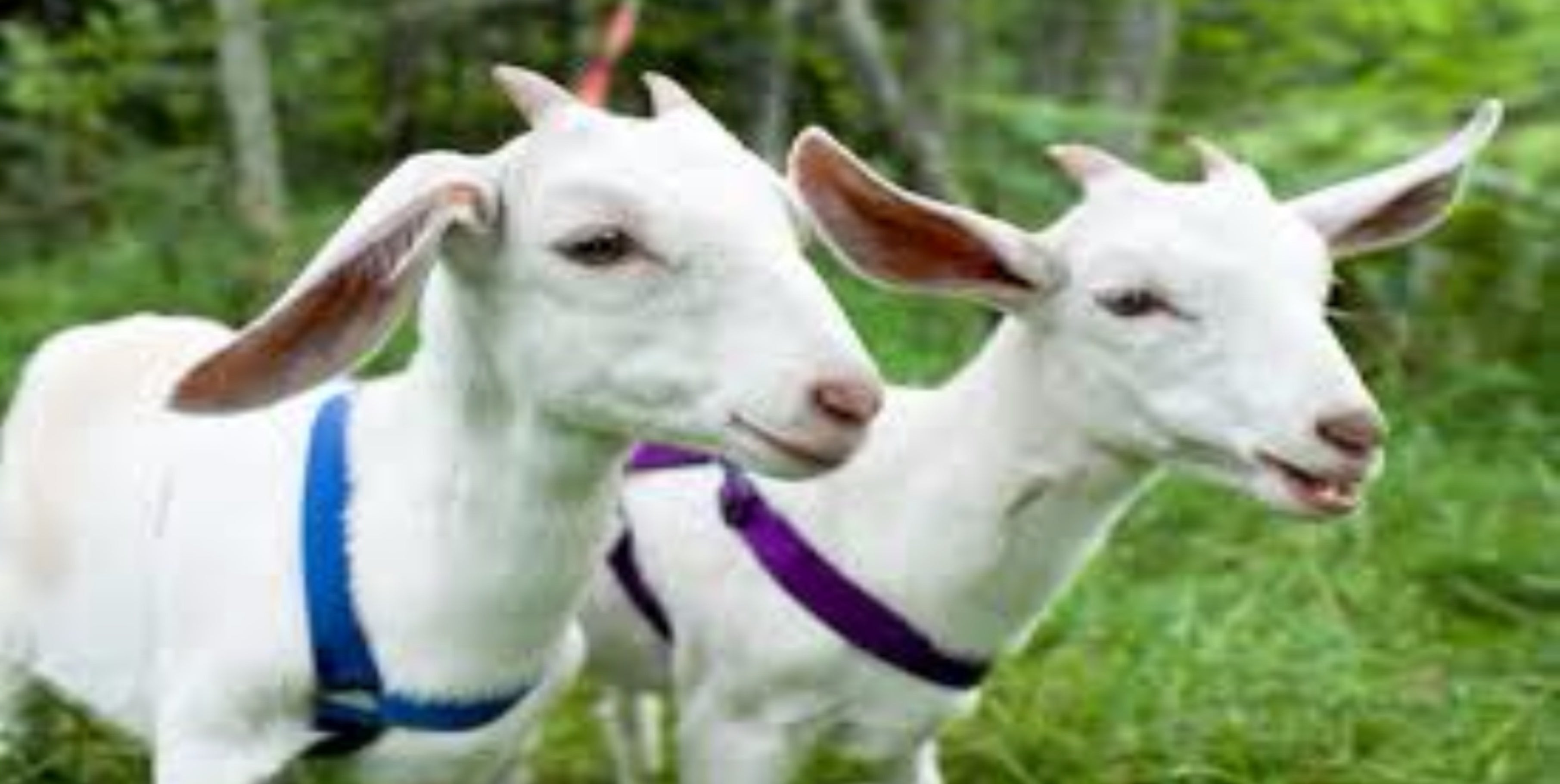 Two Goats Photo License Plate – Auto License Plates Frames