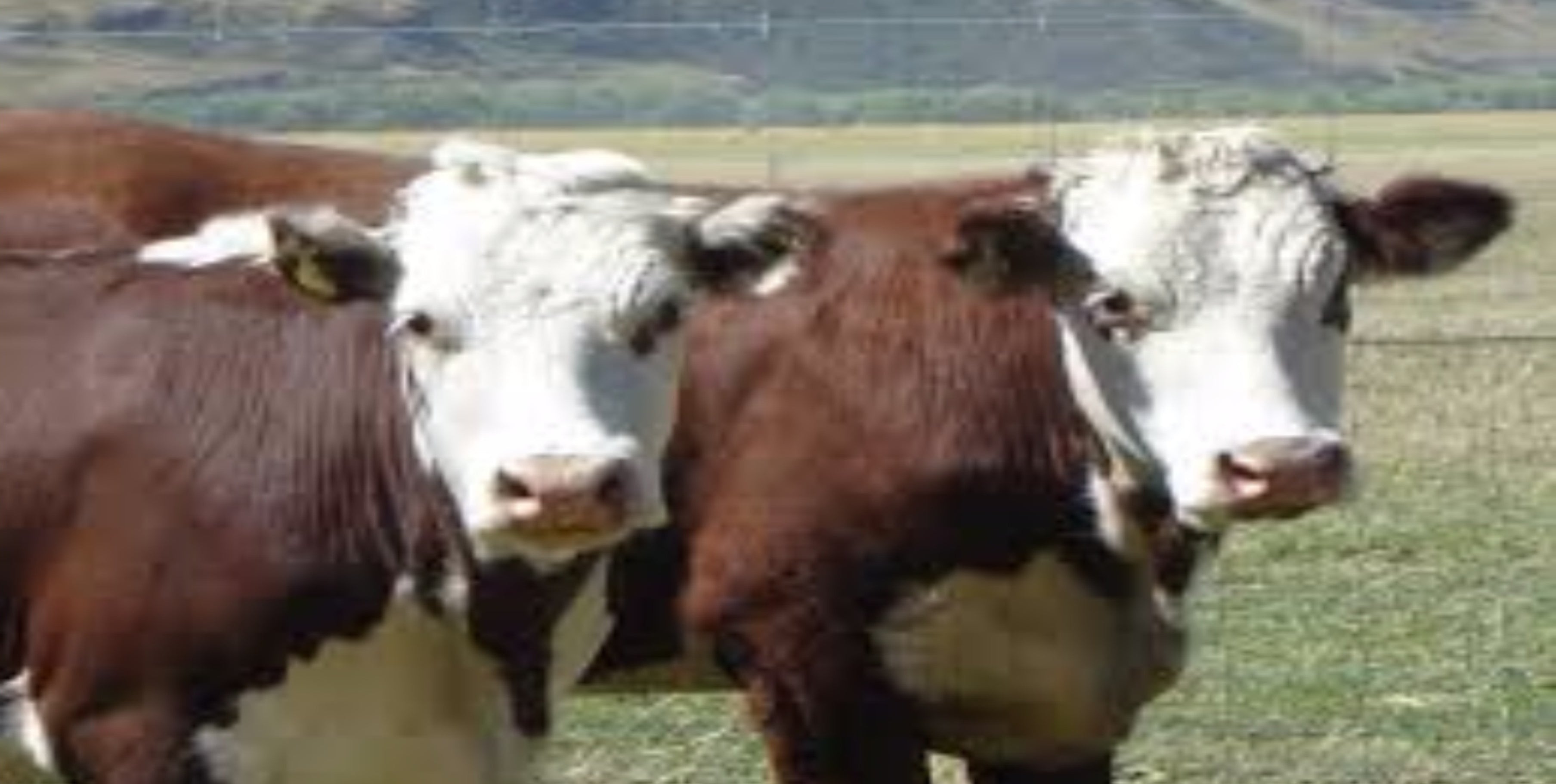 Cows In A Field Photo License Plate – Auto License Plates Frames
