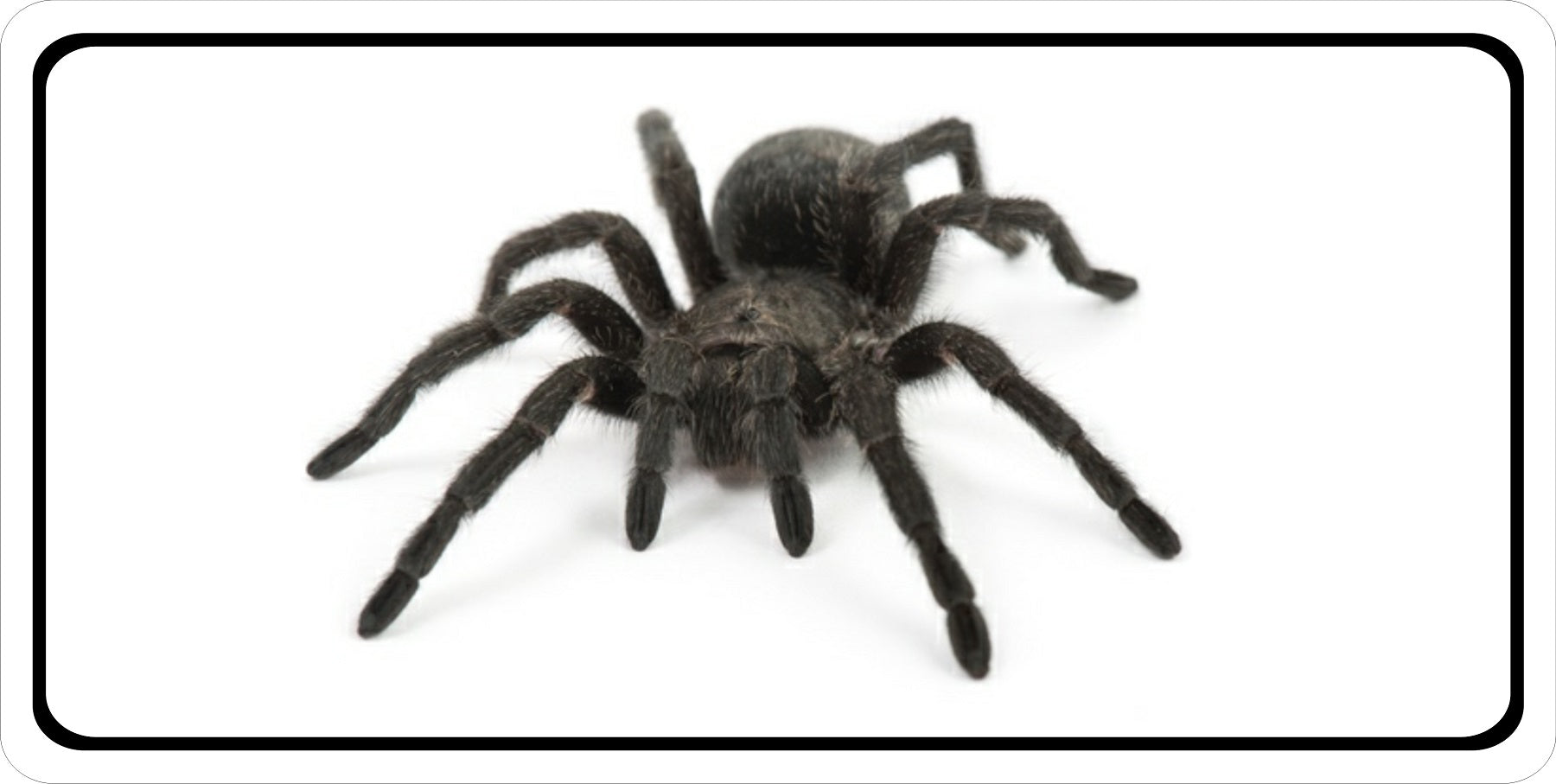 Tarantula Photo License Plate – Auto License Plates Frames