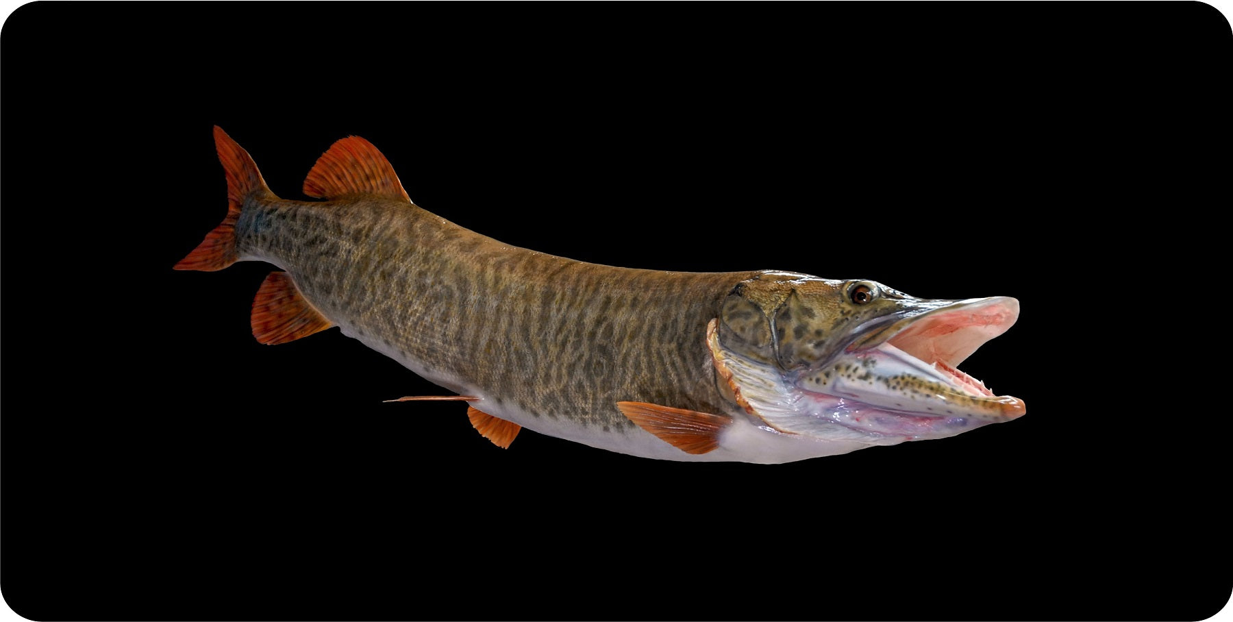 Tiger Musky Fish Photo License Plate – Auto License Plates Frames