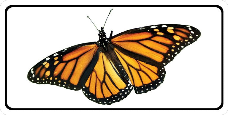 Monarch Butterfly Full Photo License Plate – Auto License Plates Frames