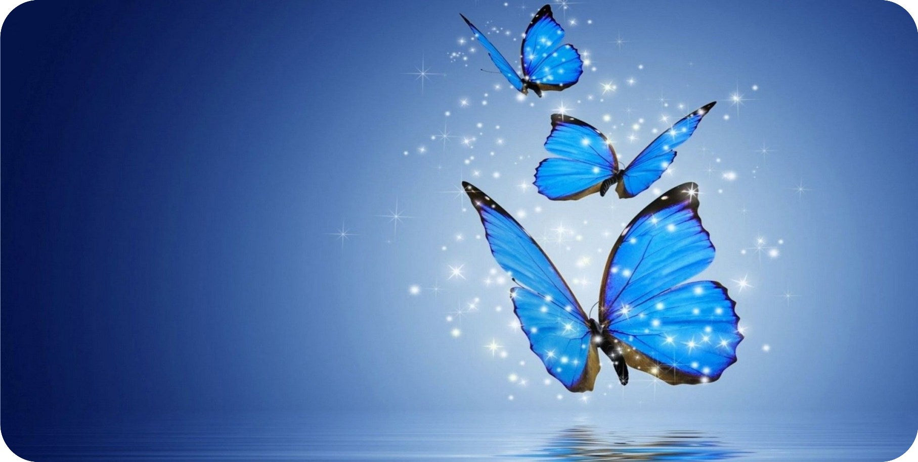 Blue Butterflies Photo License Plate – Auto License Plates Frames