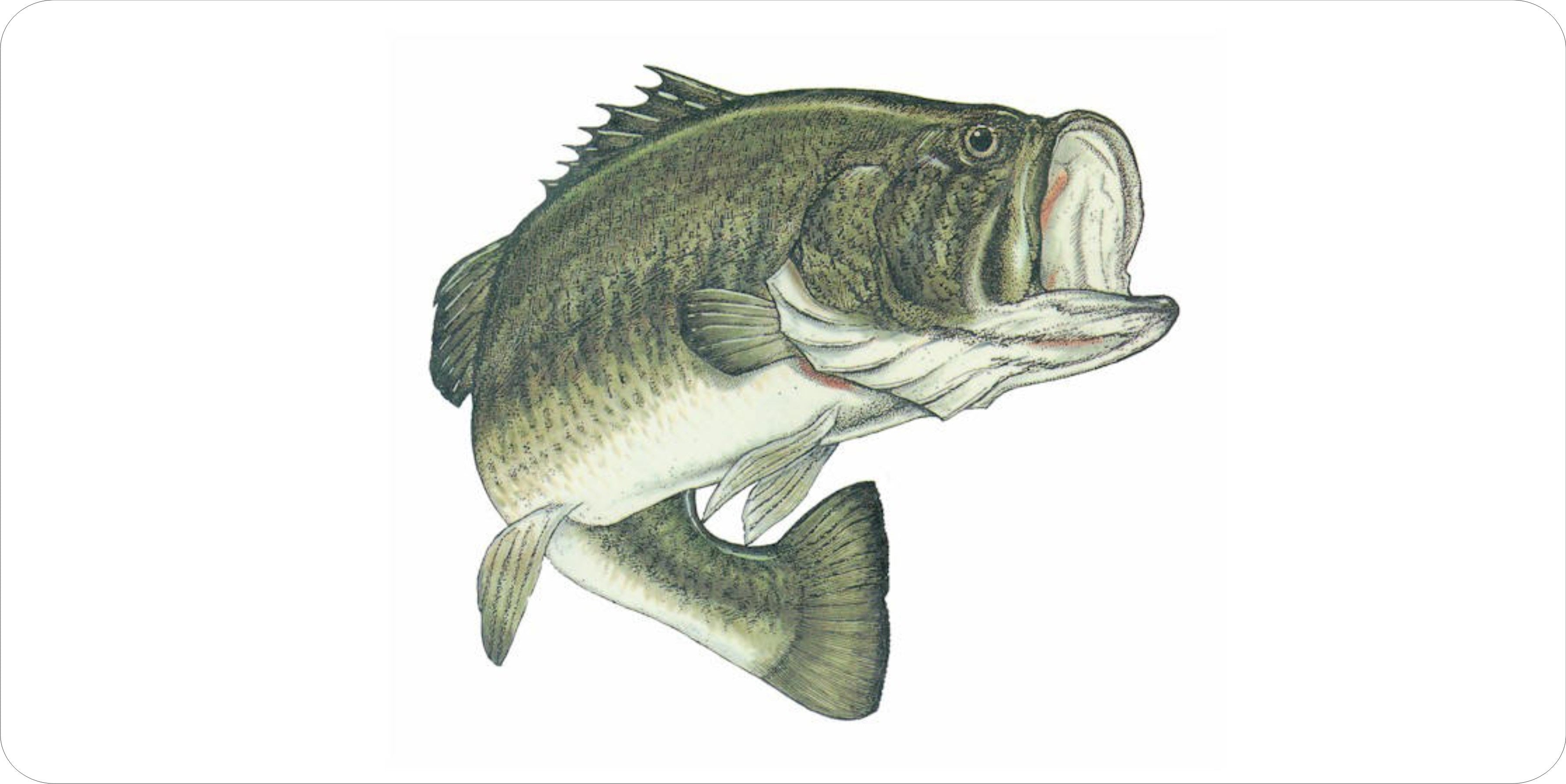 Large Mouth Bass Centered On White Photo License Plate – Auto License ...