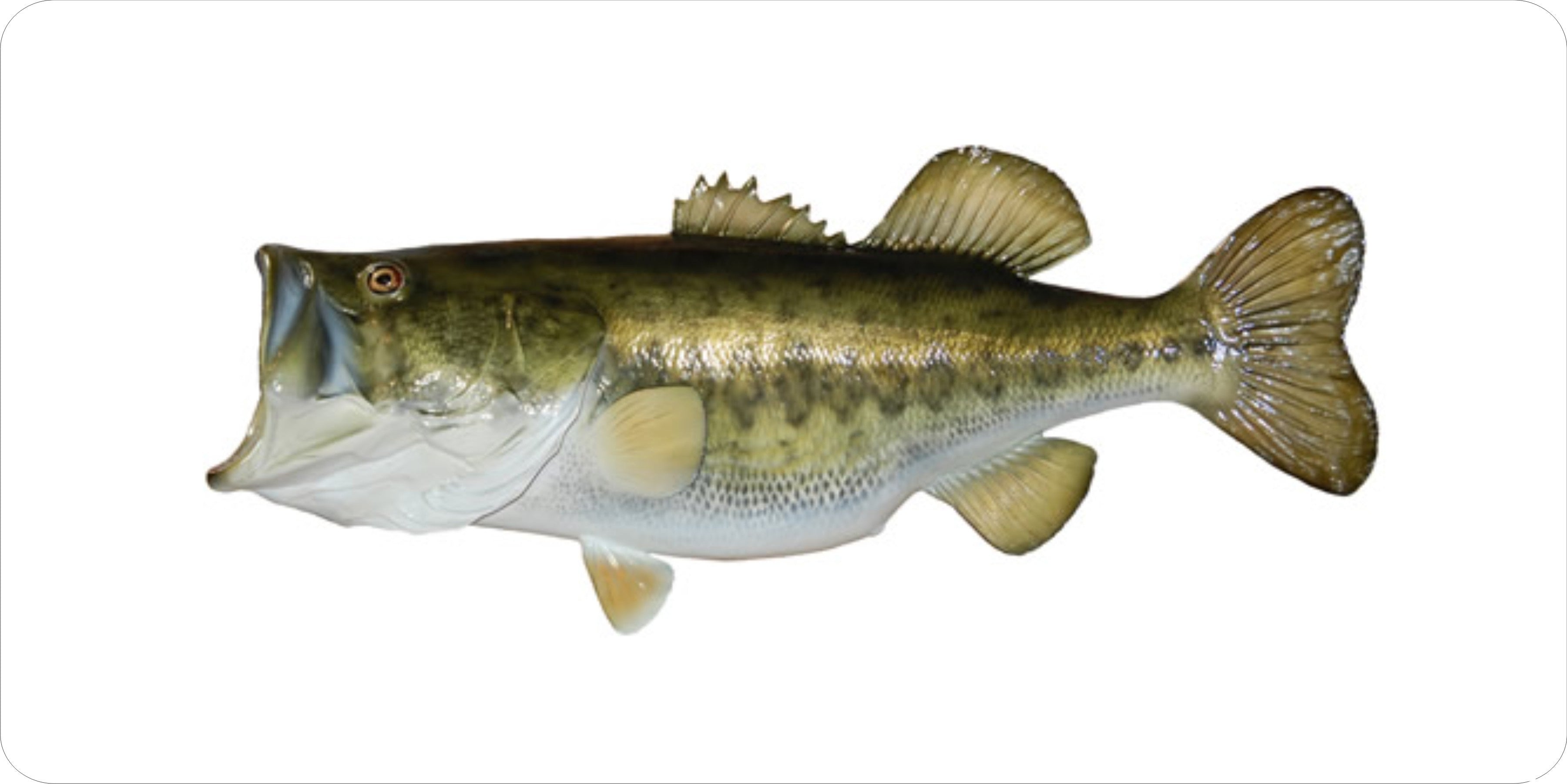 Large Mouth Bass Mounted On White License Plate – Auto License Plates ...
