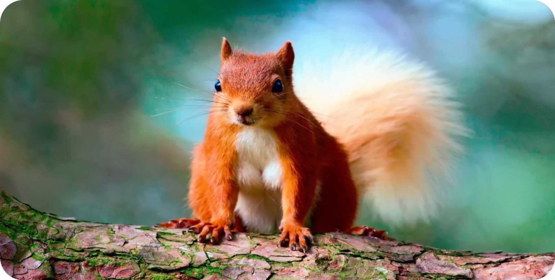 Red Squirrel Photo License Plate – Auto License Plates Frames