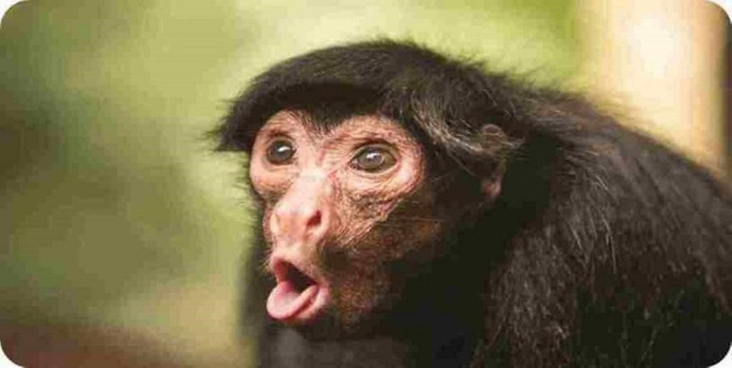 Funny Monkey Photo License Plate – Auto License Plates Frames