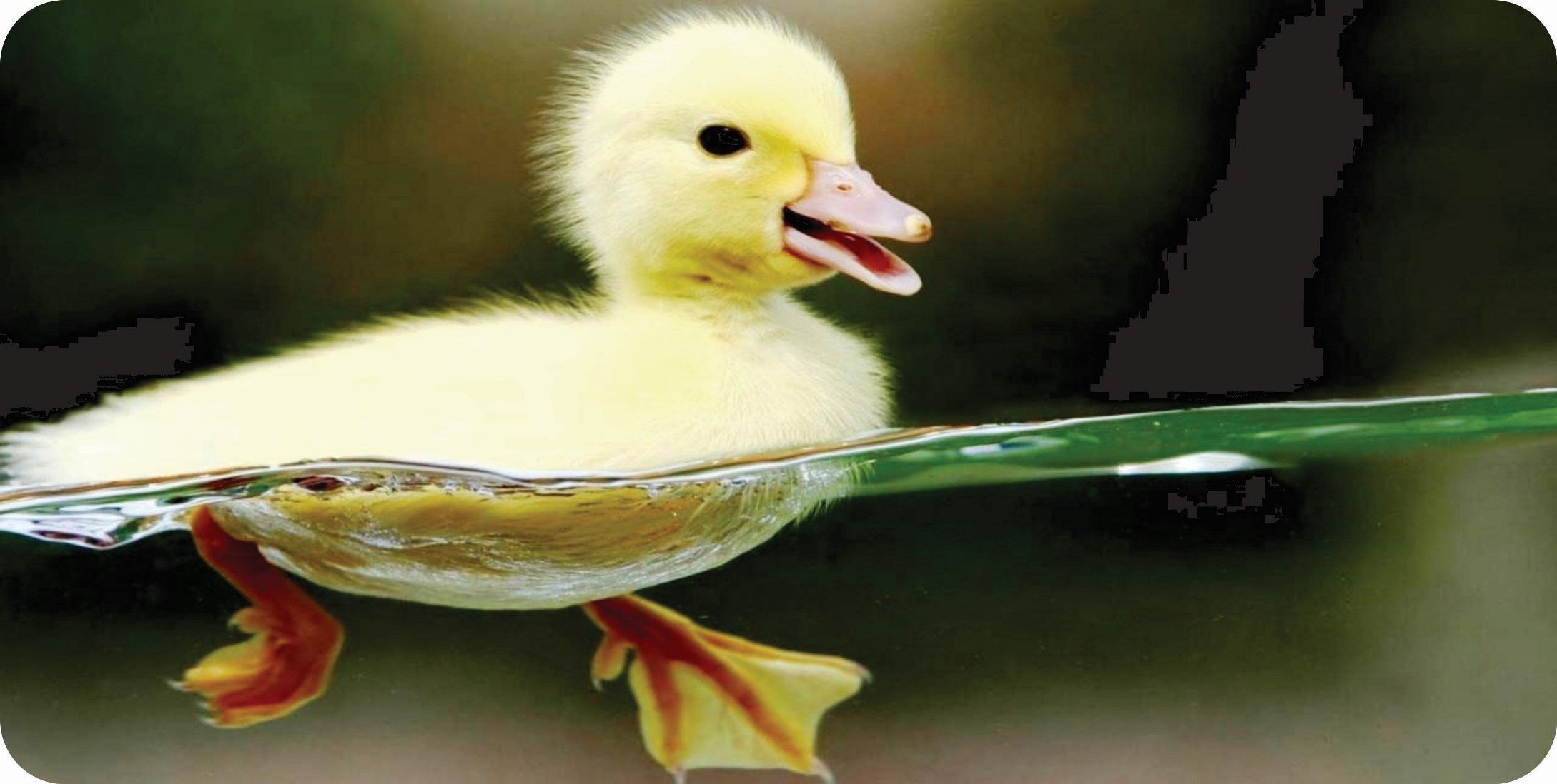Baby Duck Photo License Plate – Auto License Plates Frames