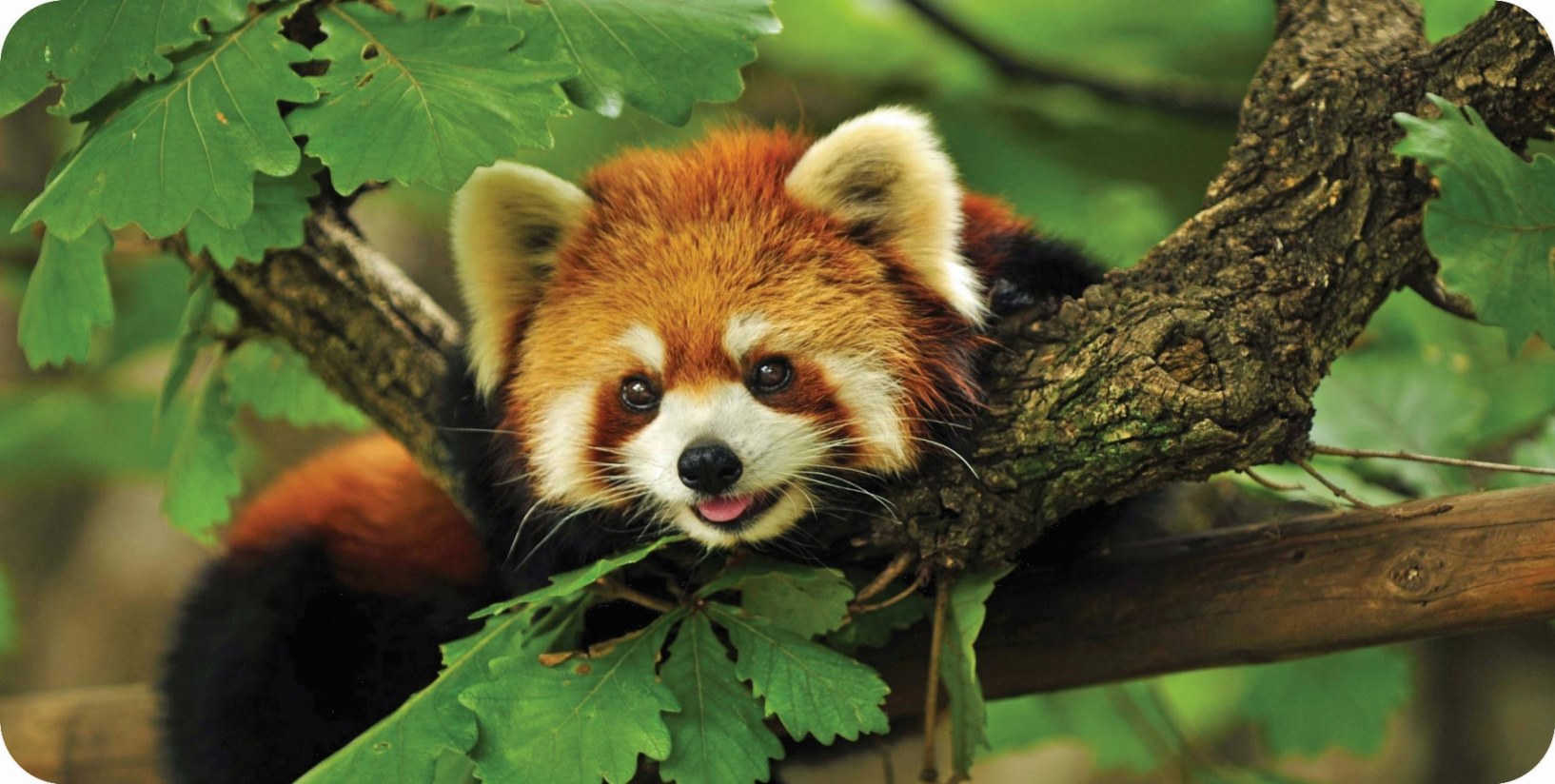 Red Panda Photo License Plate – Auto License Plates Frames