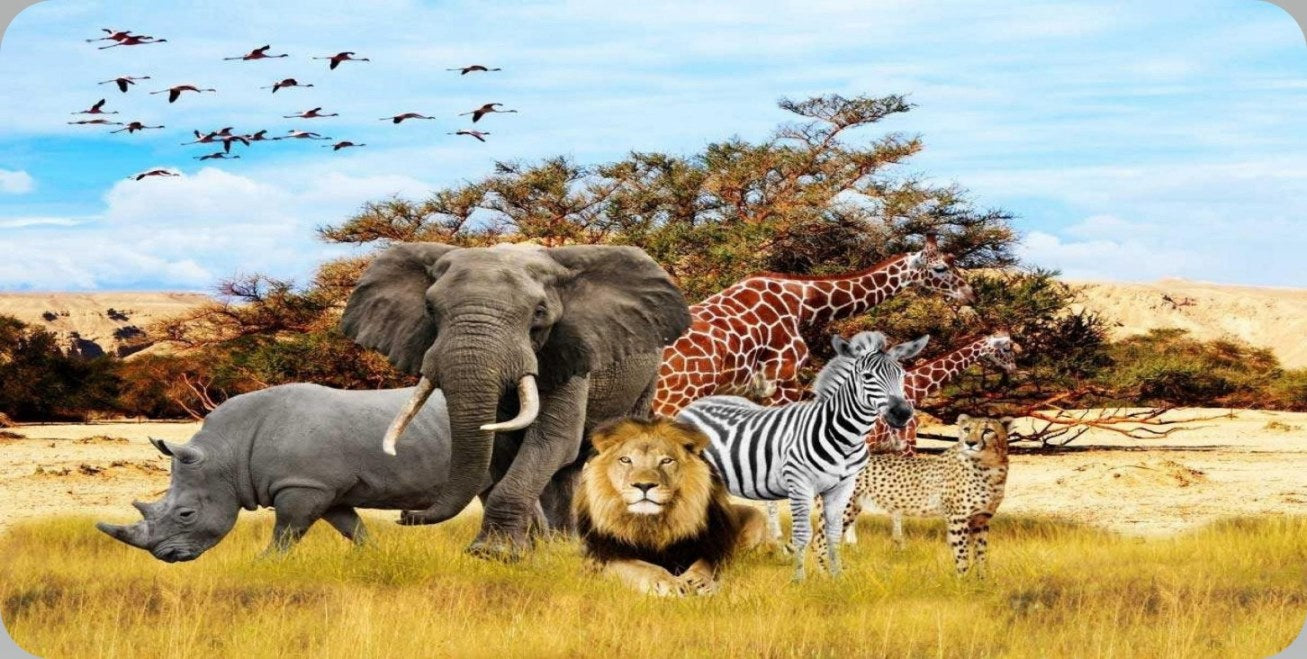 Safari Animals Photo License Plate – Auto License Plates Frames