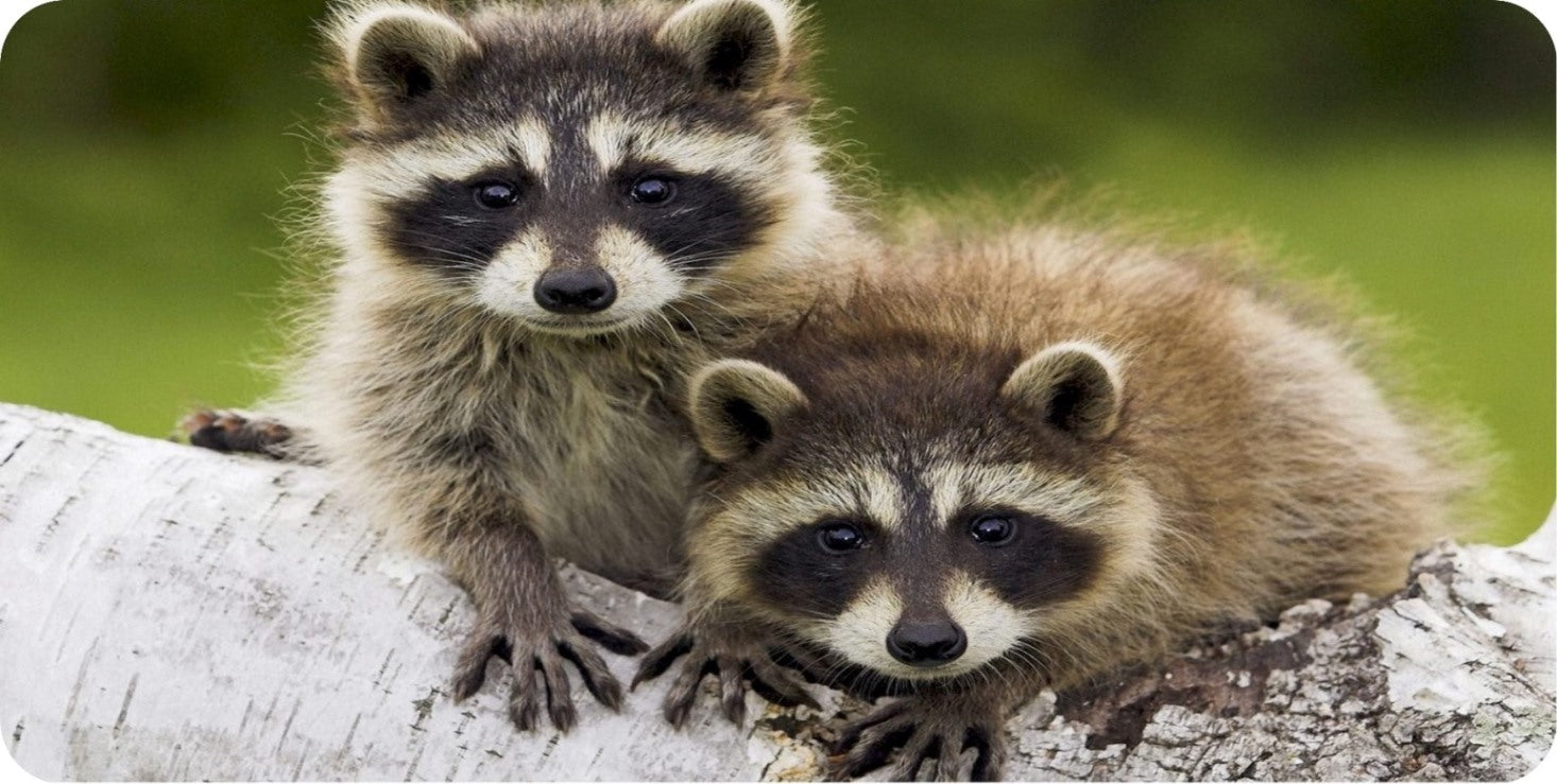 Raccoons On Branch Photo License Plate – Auto License Plates Frames