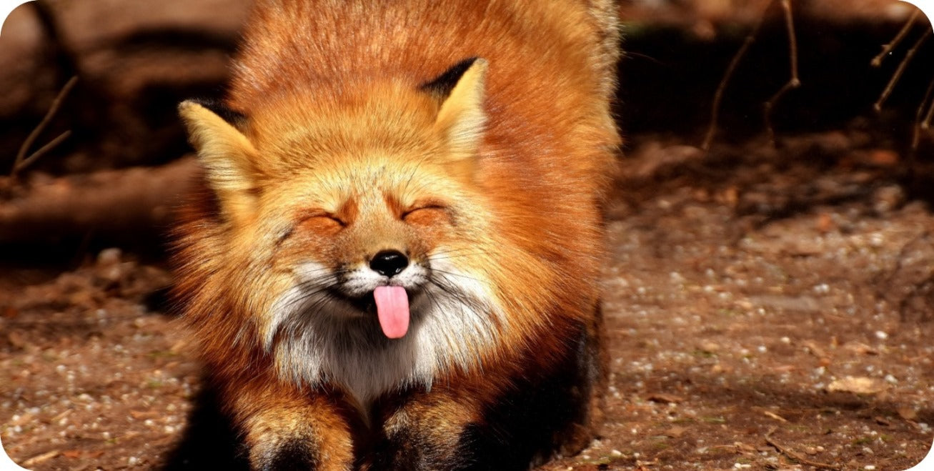 Red Fox Photo License Plate – Auto License Plates Frames