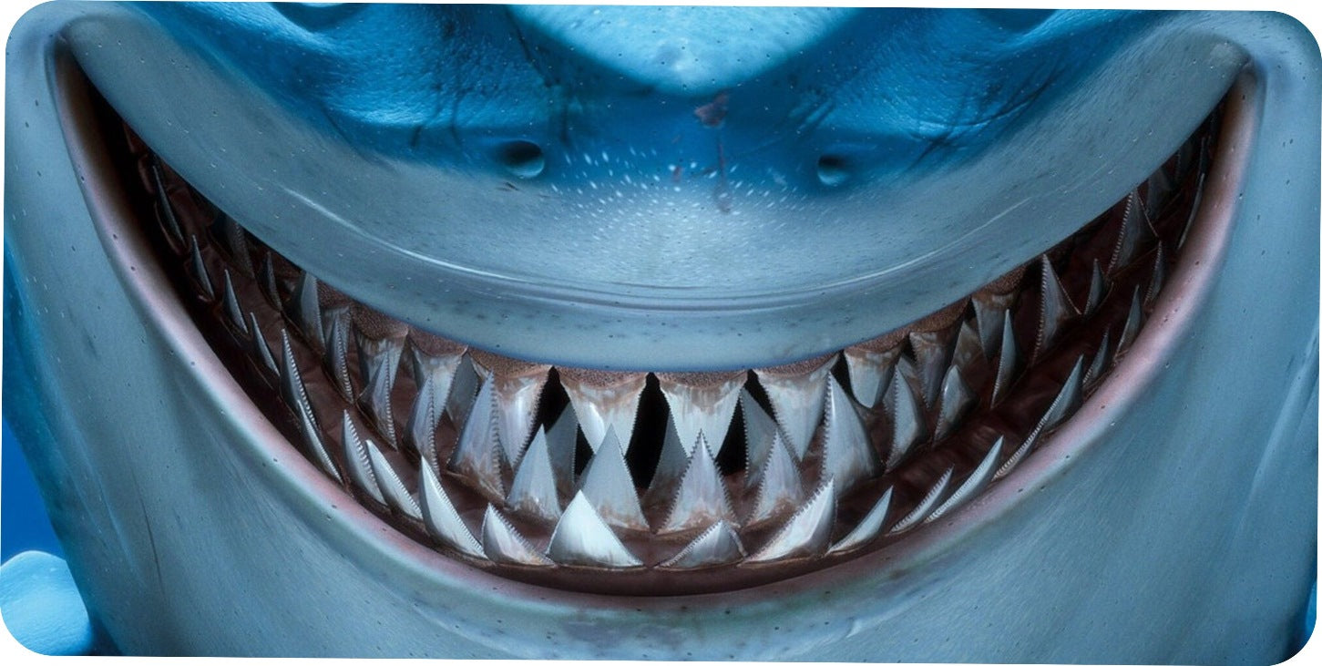 Shark Teeth Photo License Plate – Auto License Plates Frames