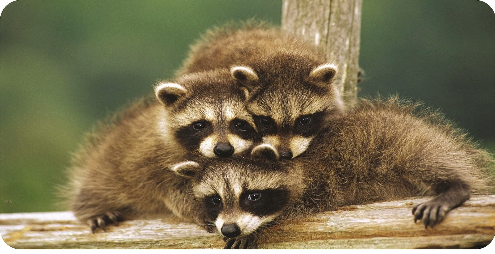 Baby Raccoons Photo License Plate – Auto License Plates Frames