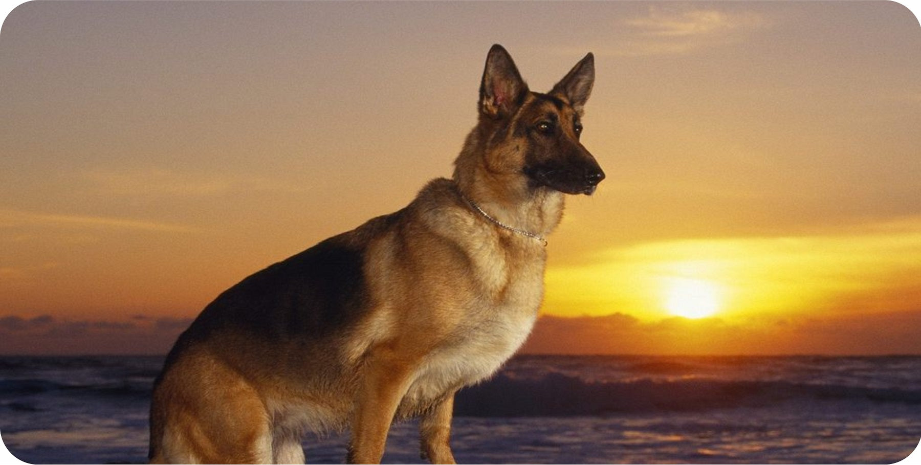 German Shepherd Sunset Photo License Plate – Auto License Plates Frames
