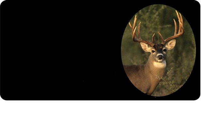 Offset Buck Photo License Plate – Auto License Plates Frames