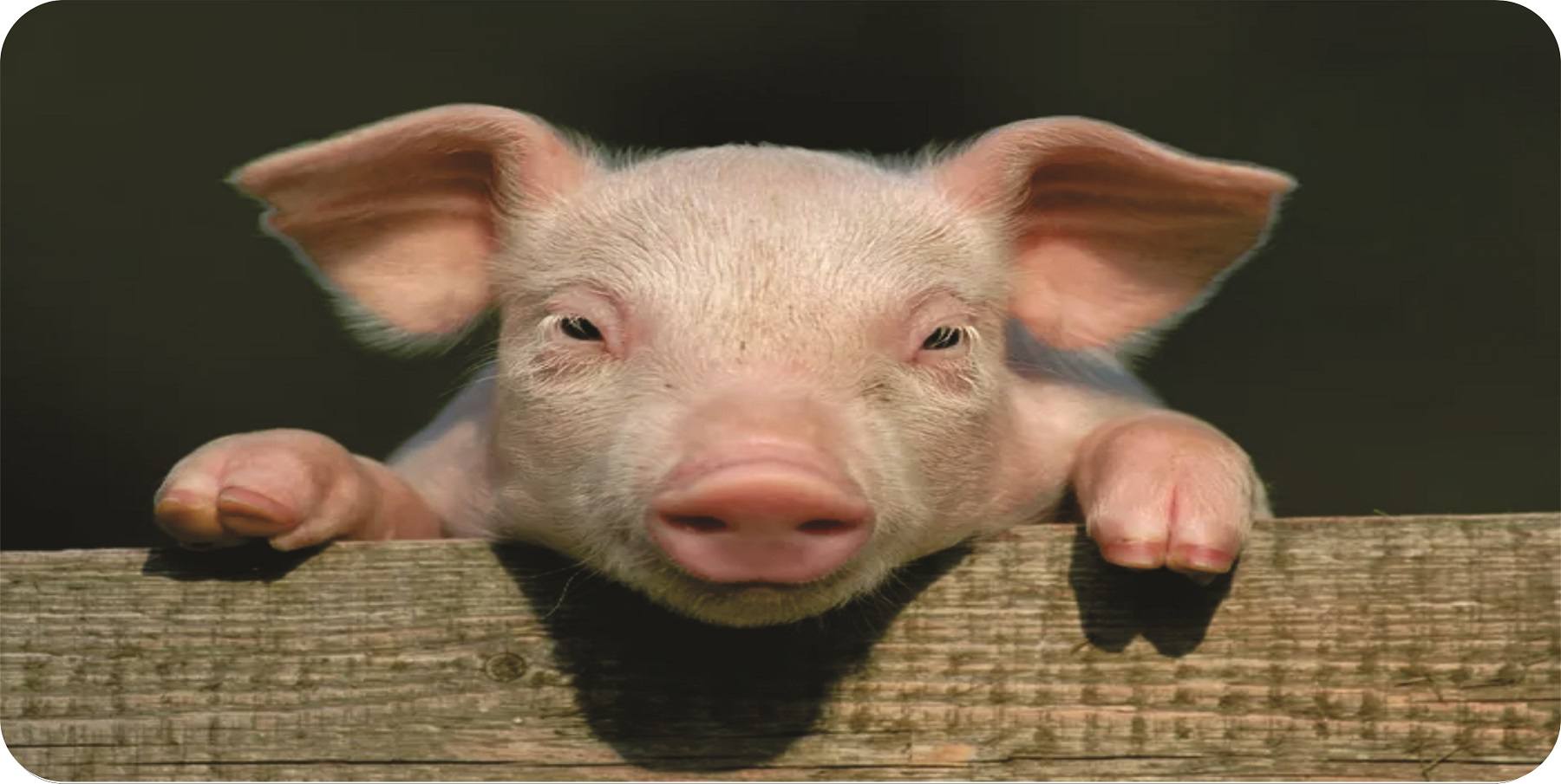 Pig Photo License Plate – Auto License Plates Frames