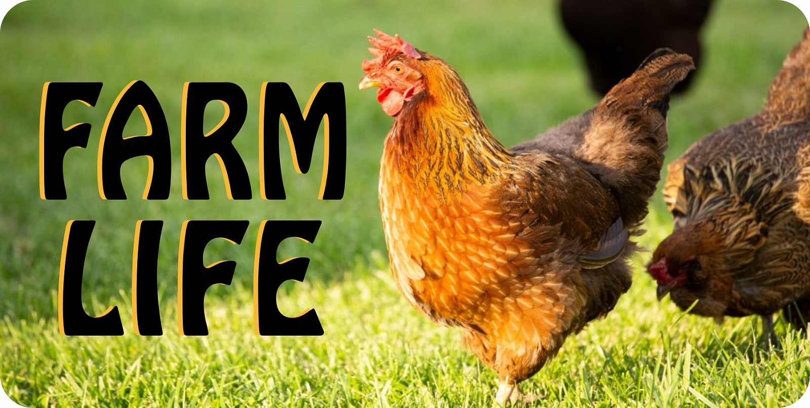 Farm Life With Chickens Photo License Plate – Auto License Plates Frames
