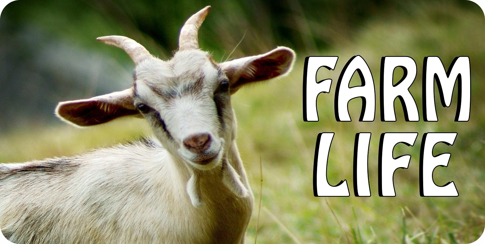 Farm Life With Goats Photo License Plate – Auto License Plates Frames