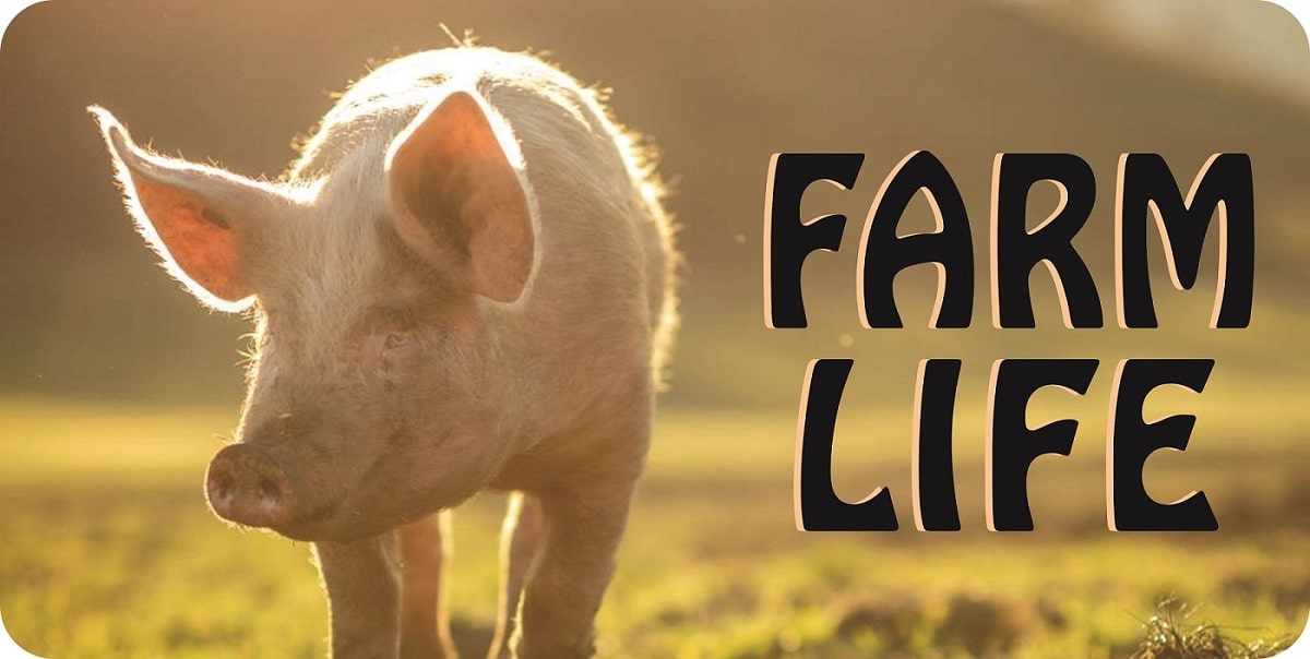 Farm Life With Pigs Photo License Plate – Auto License Plates Frames