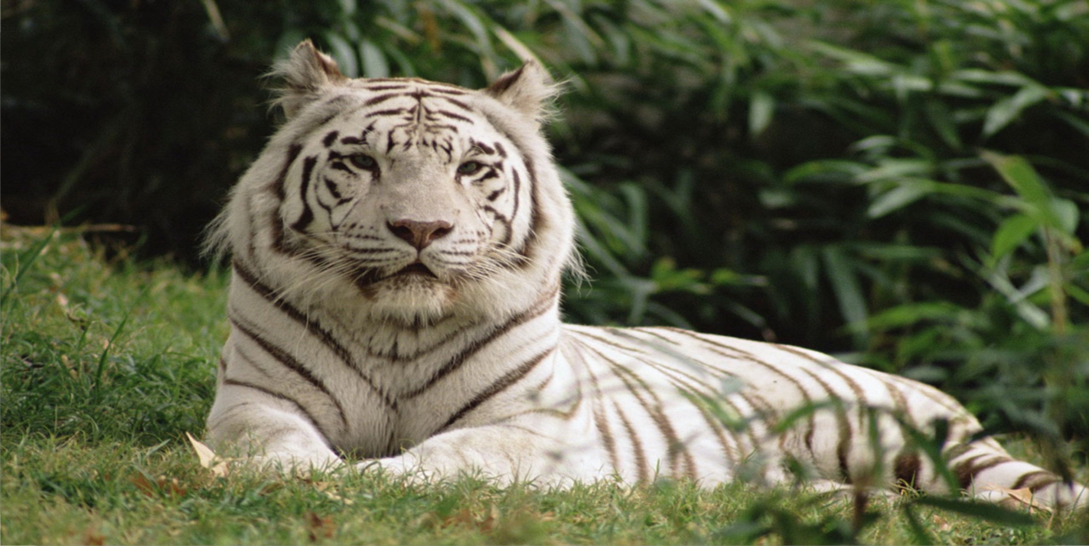 White Tiger In Grass Photo License Plate – Auto License Plates Frames