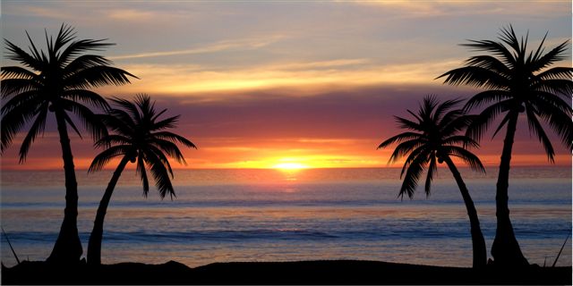 Blue Sunset Palm Trees Photo License Plate – Auto License Plates Frames